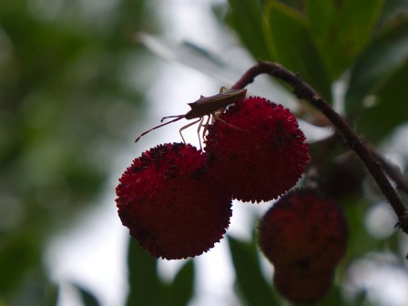 Gecko de Rodrigues - rycks' corner